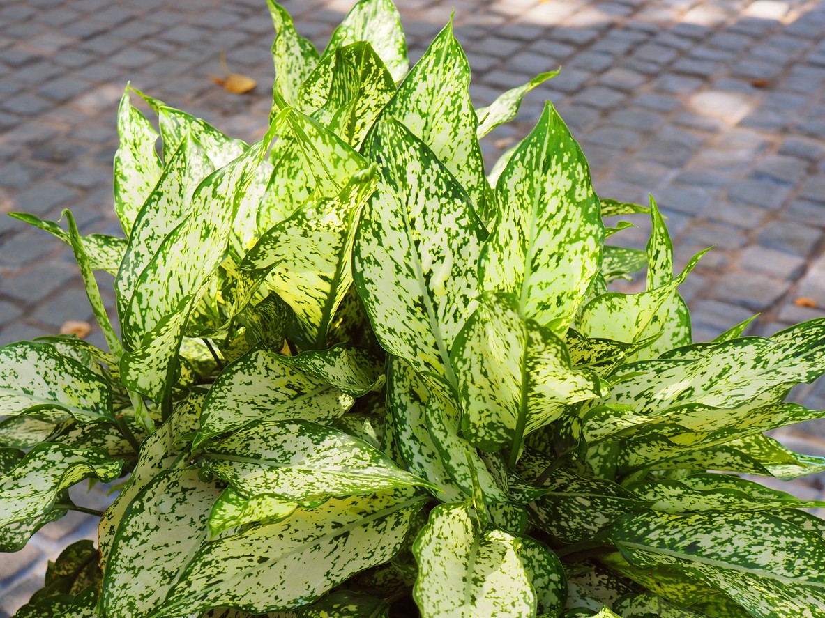 Dieffenbachia - PictureThis