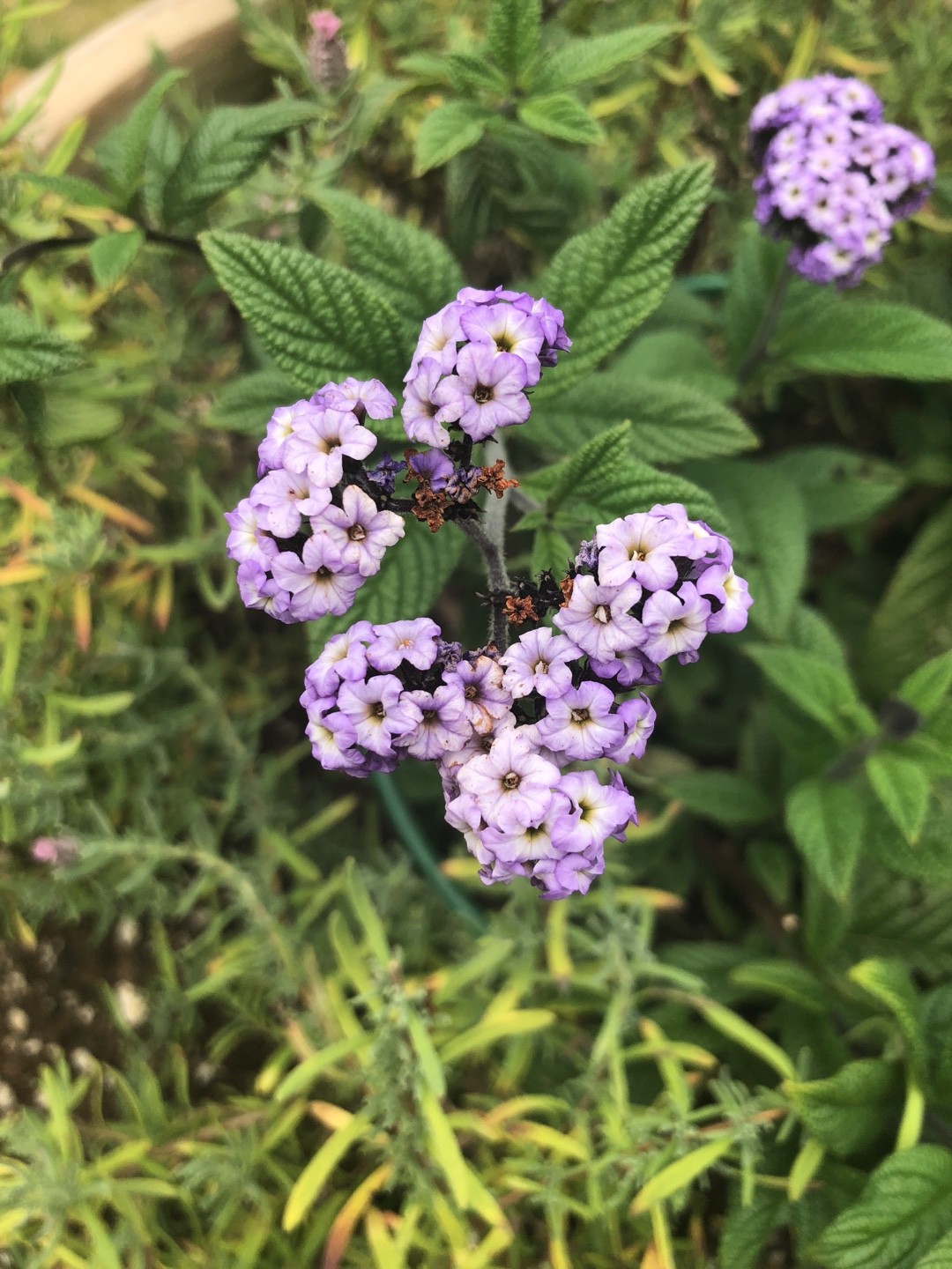 헬리오트로프 (Heliotropium arborescens) - PictureThis