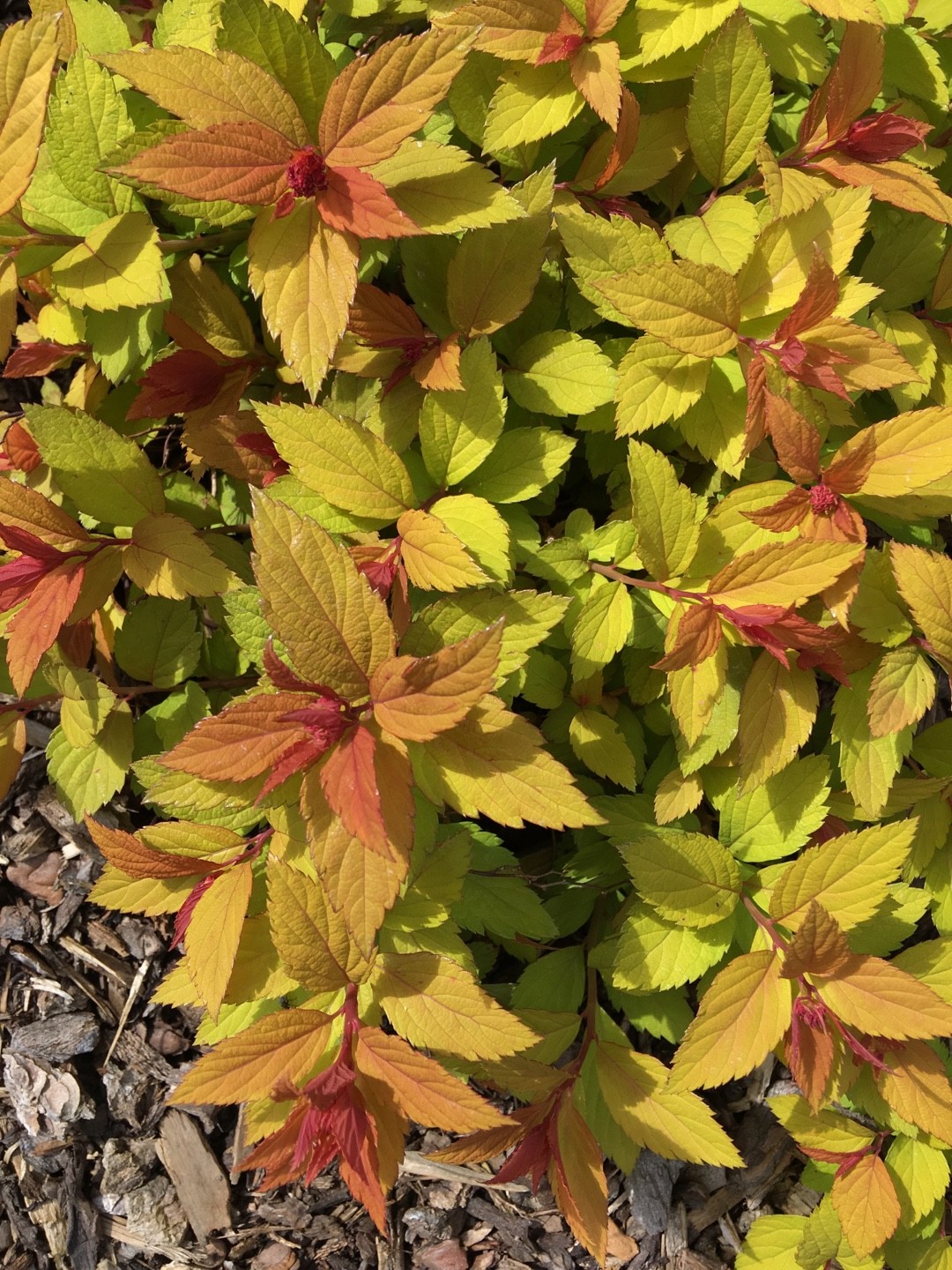 Spiraea japonica 'Firelight' - PictureThis
