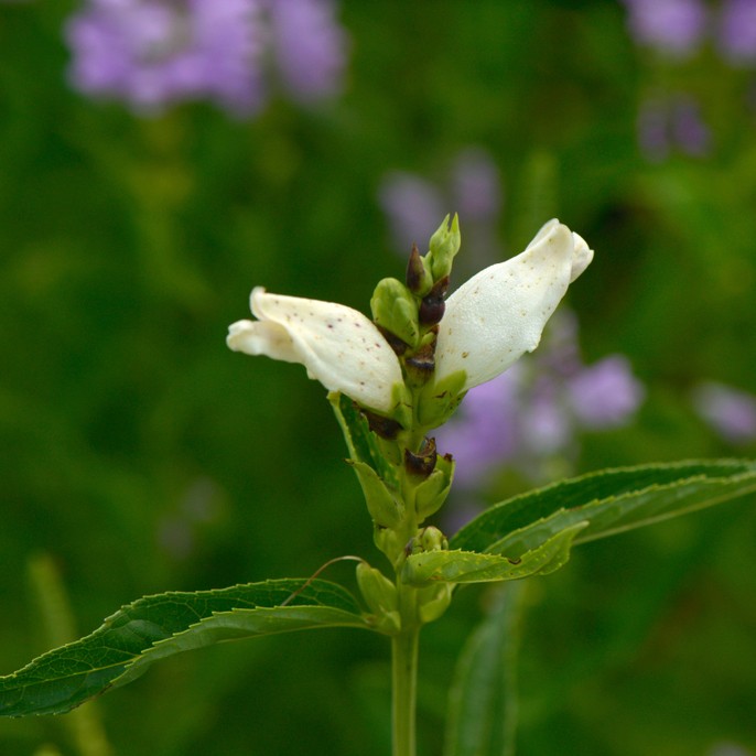 Chelone glabra - PictureThis