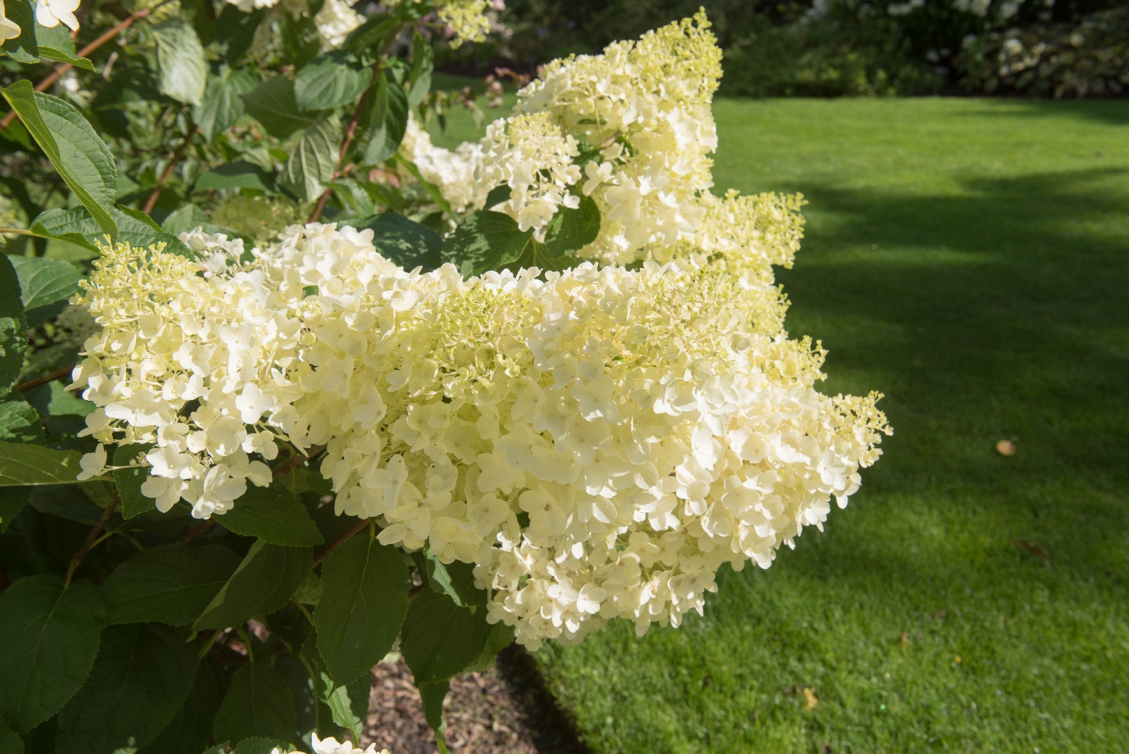 Hydrangea paniculata 'Silver Dollar' (Hydrangea paniculata 'Silver Dollar') - PictureThis