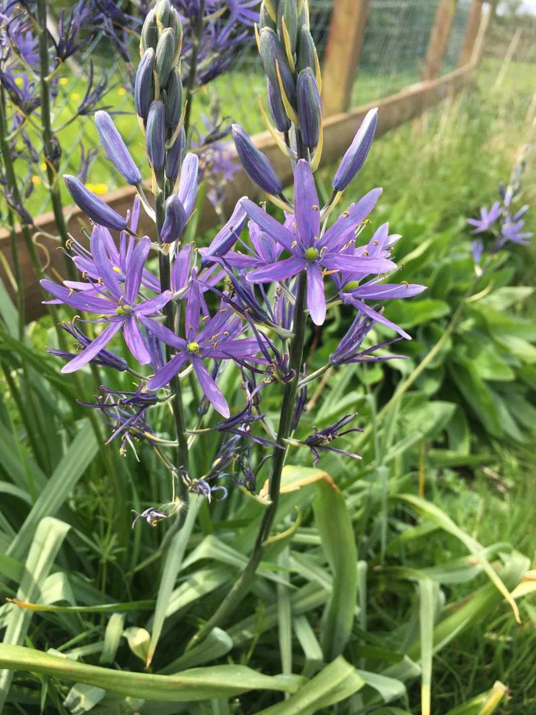 Camassia leichtlinii 'Blue Danube' - PictureThis