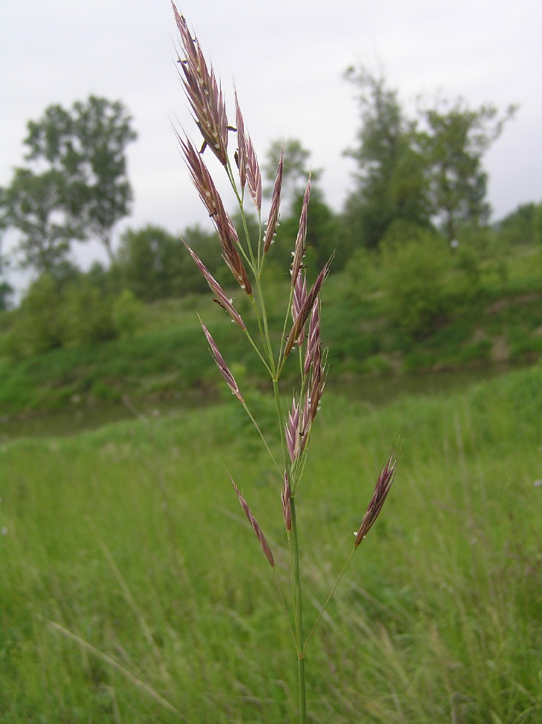 Bromus erectus - PictureThis