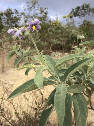 Solanum - PictureThis