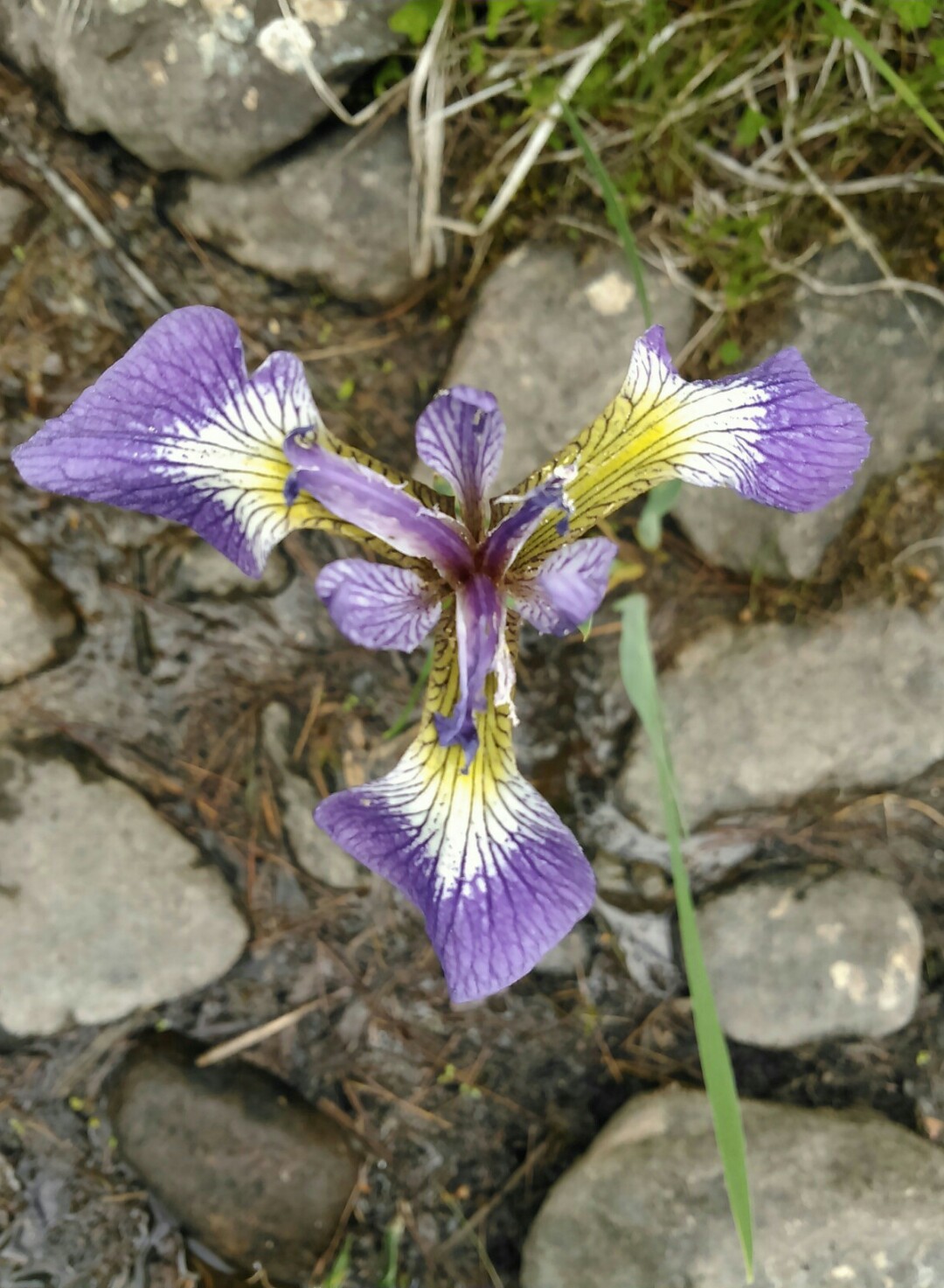 O iris prismatica é anual ou perene? - PictureThis