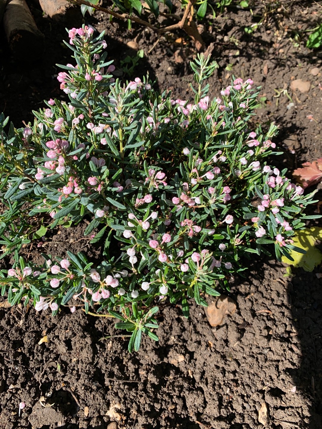 Andromeda polifolia 'Compacta Alba' - PictureThis