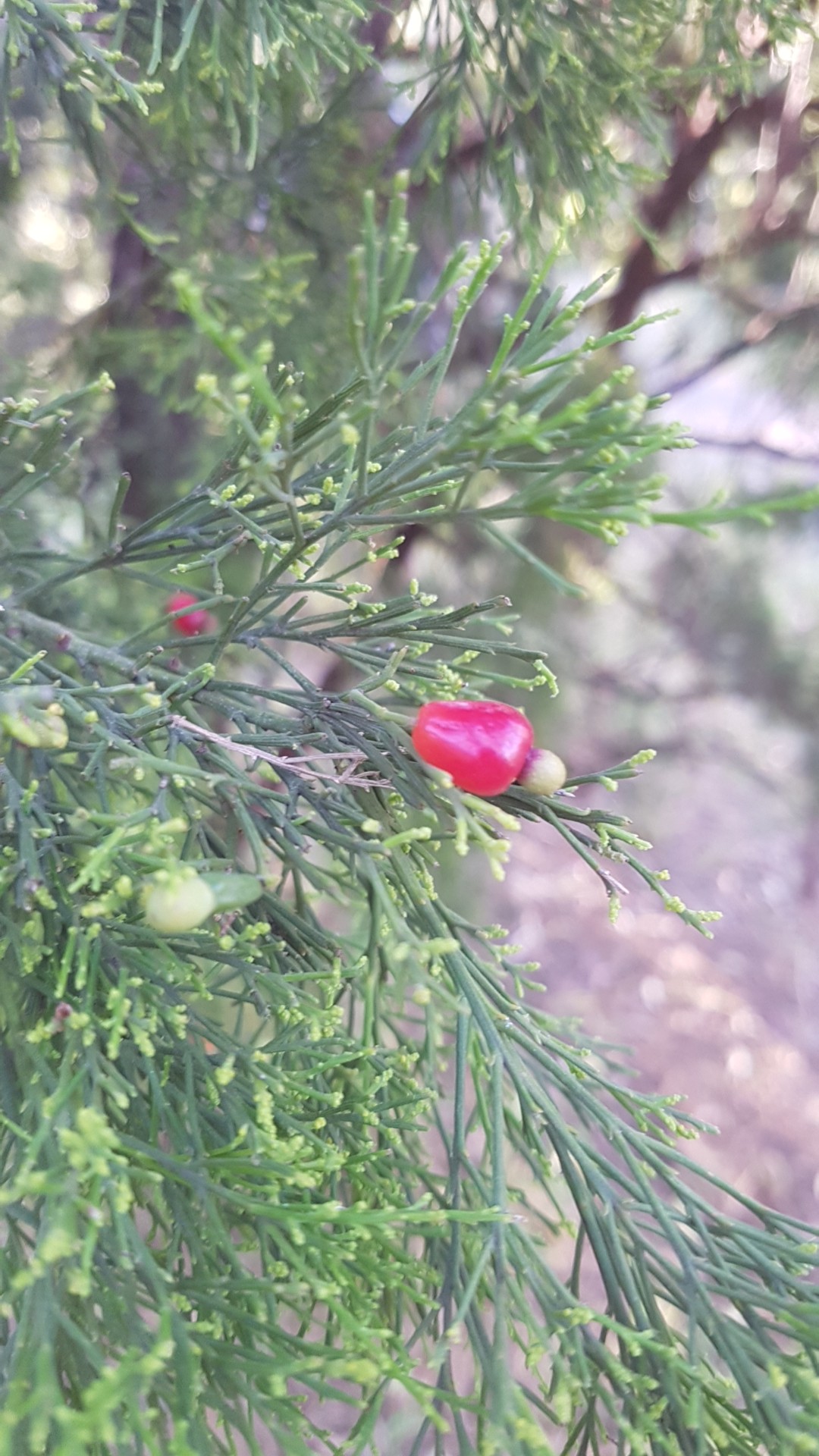 Exocarpos cupressiformis - PictureThis