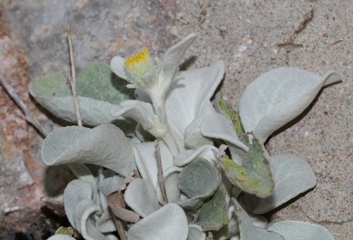 Inula verbascifolia - PictureThis