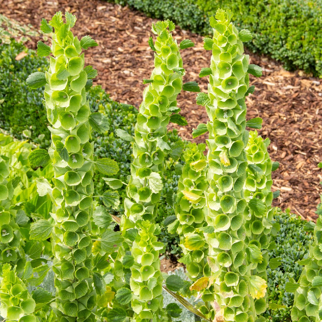 Moluccella - PictureThis