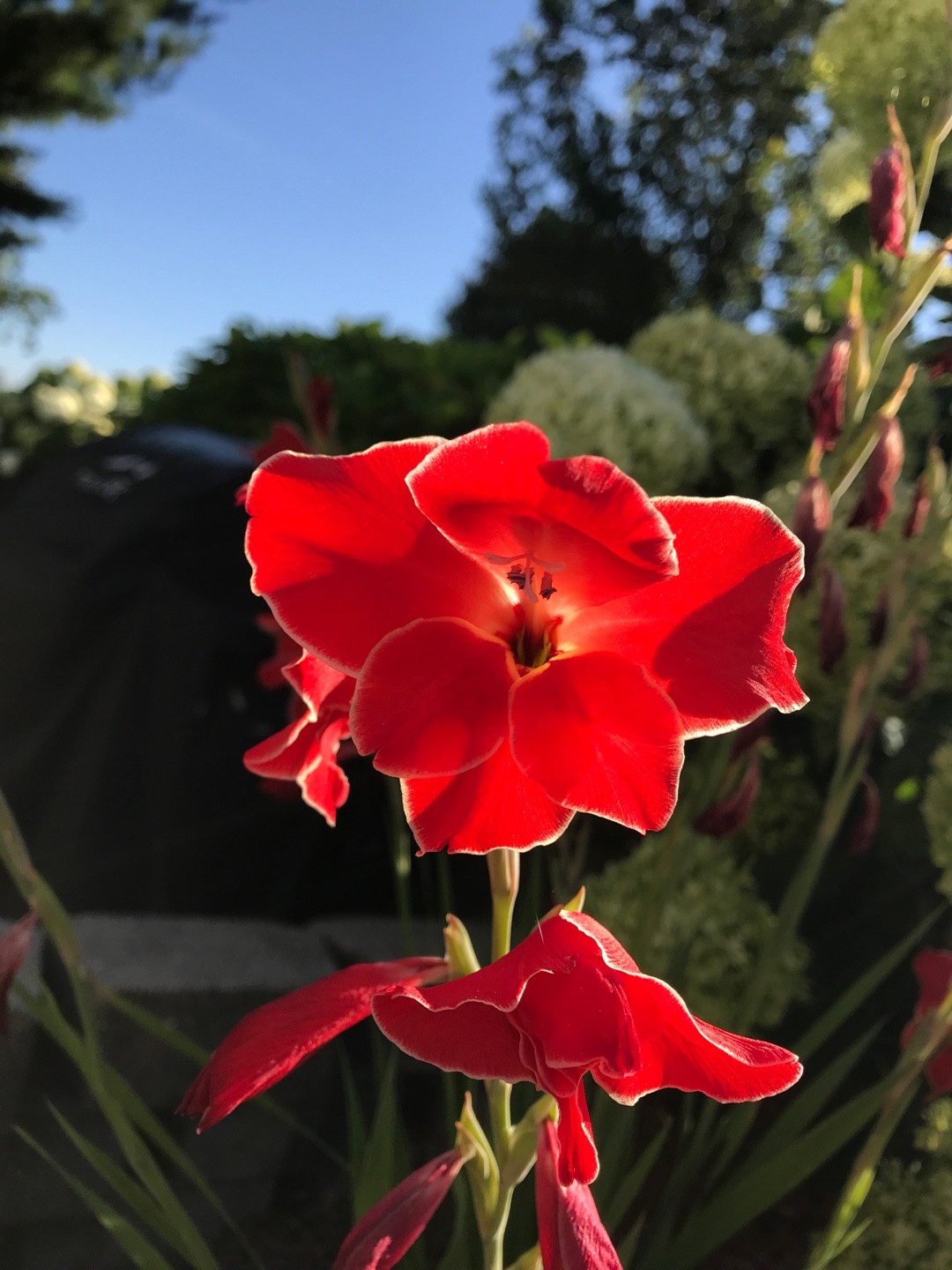 Gladiolus primulinus 'Atom' (Gladiolus primulinus 'Atom') - PictureThis