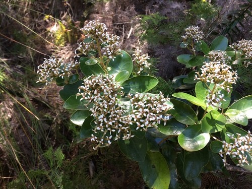 Olearia townsonii - PictureThis