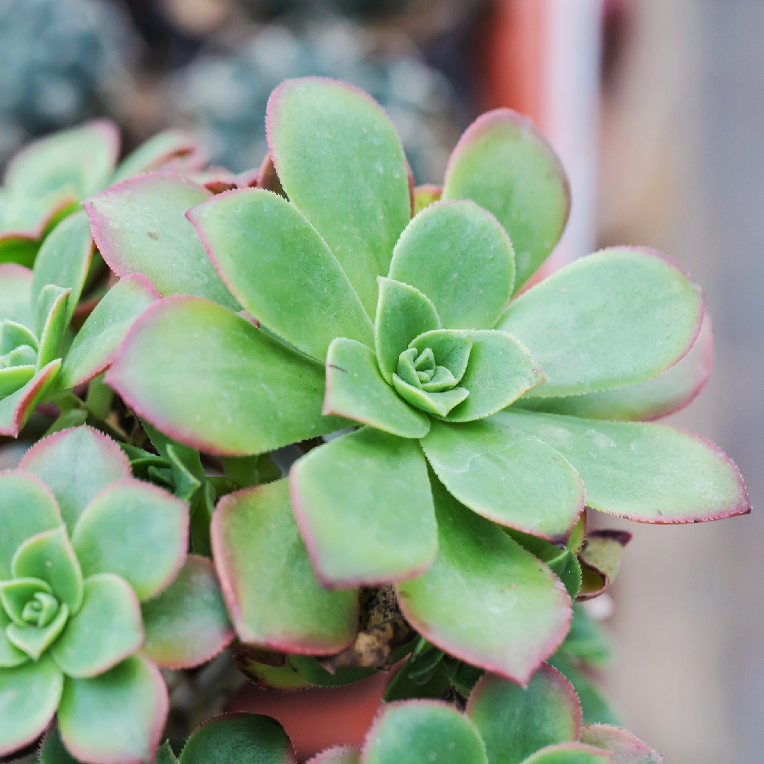 Aeonium decorum 'Variegatum' - PictureThis
