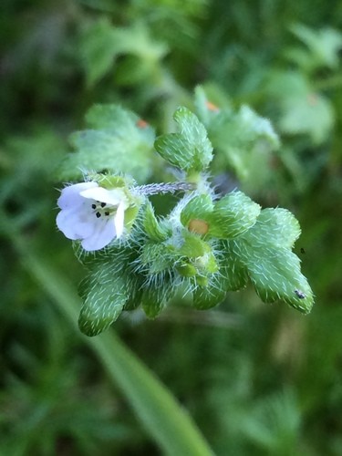 Nemophila parviflora - PictureThis