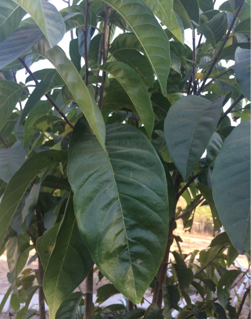 Chérimolier (Annona cherimola) - PictureThis