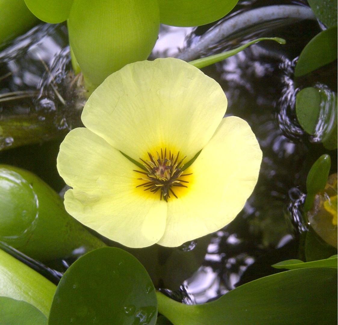 Water poppy (Hydrocleys nymphoides) Flower, Leaf, Uses - PictureThis