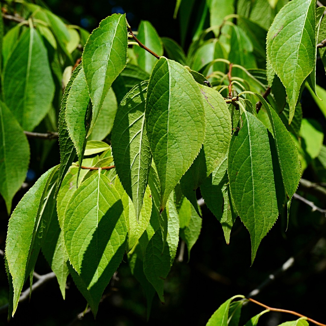 Eucommia ulmoides - PictureThis