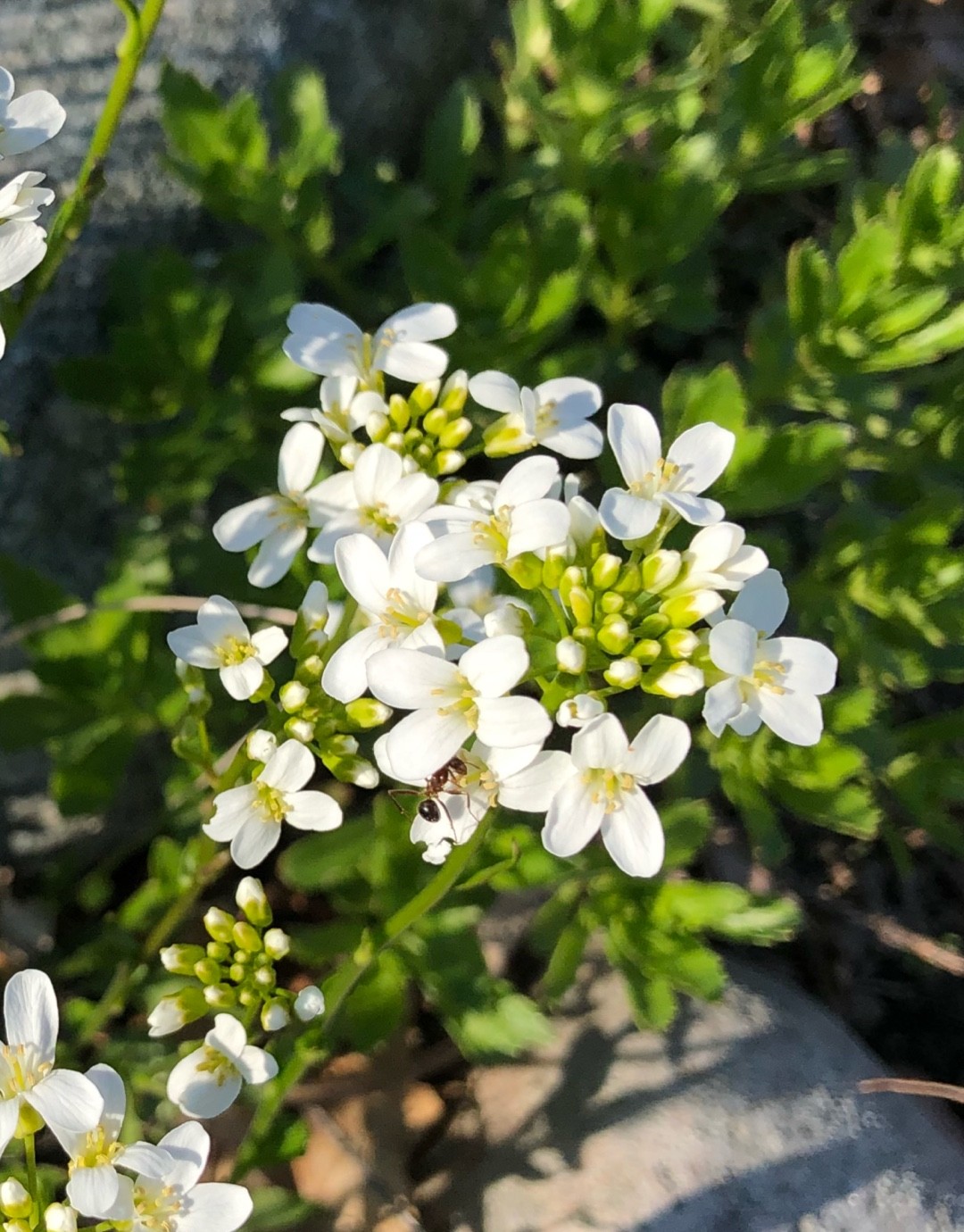 Cardamine amara 照顧，繁殖，開花時間 - PictureThis