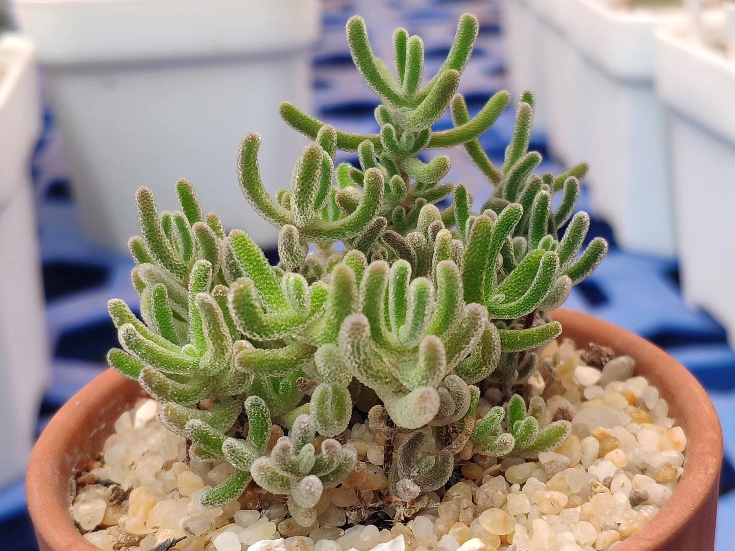 Dicrocaulon ramulosum - PictureThis