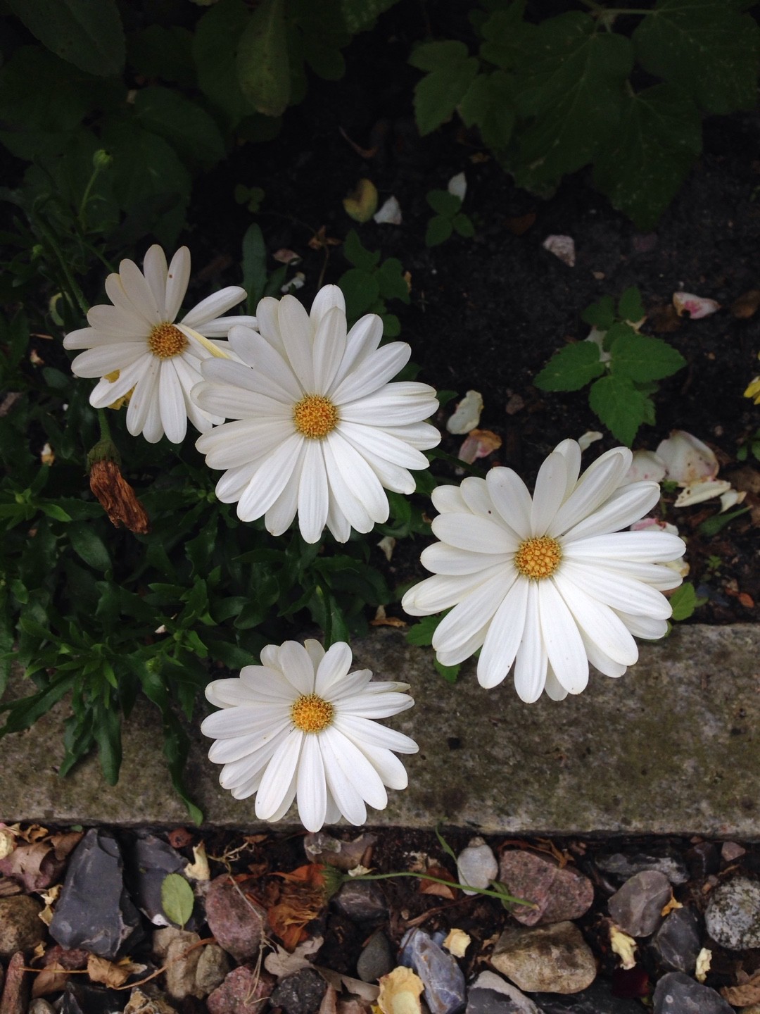 Osteospermum 'Snow Pixie' Flower, Leaf, Uses - PictureThis