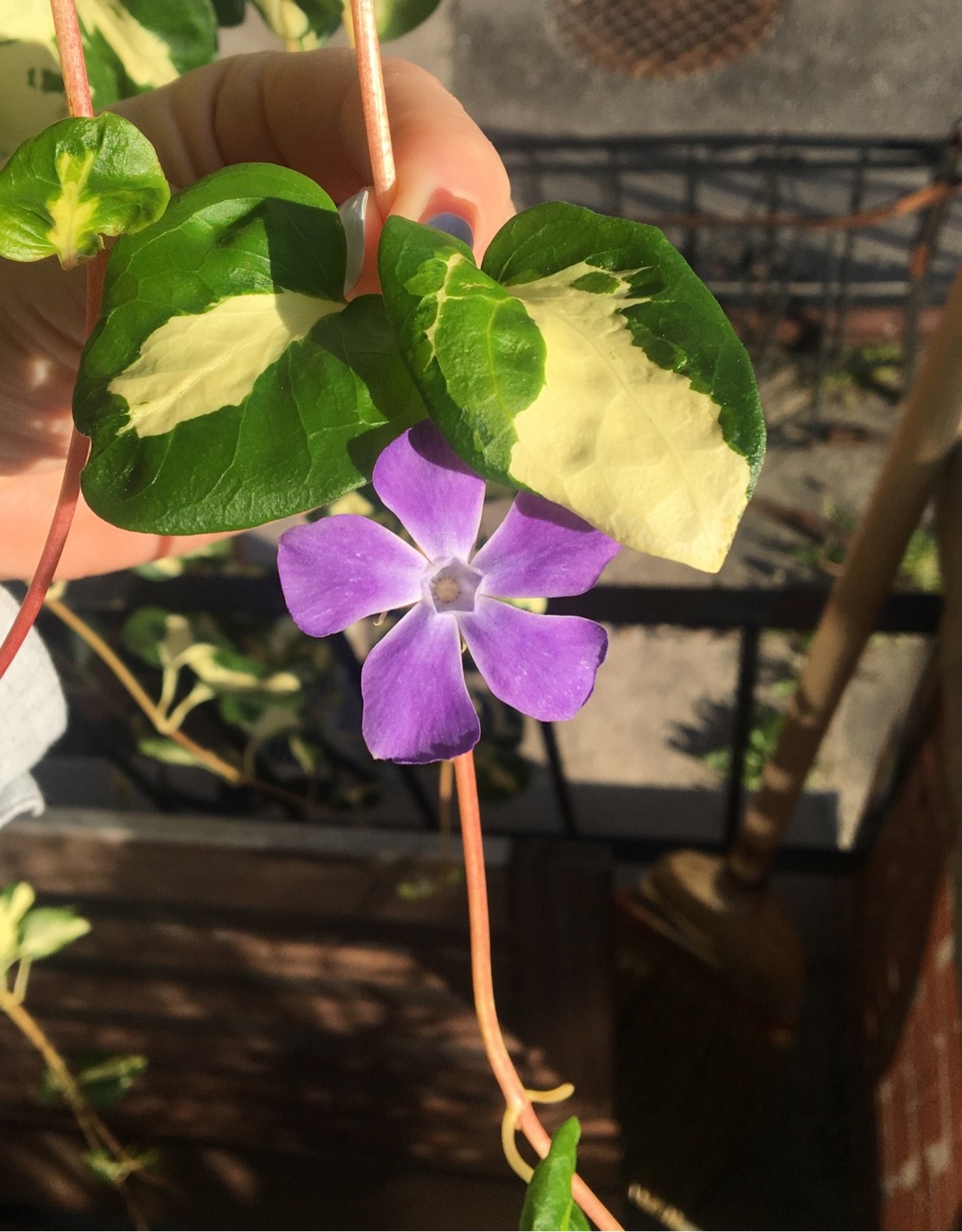 Vinca major 'Wojo's Jem' (Vinca major 'Wojo's Jem') - PictureThis