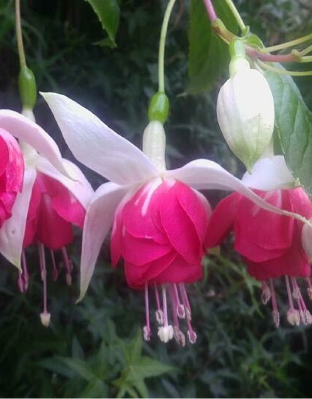 Fuchsia 'Seventh Heaven' (Fuchsia 'Seventh Heaven') - PictureThis