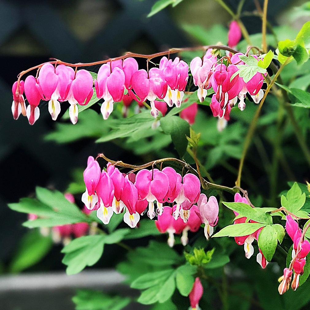 Lamprocapnos spectabilis - PictureThis
