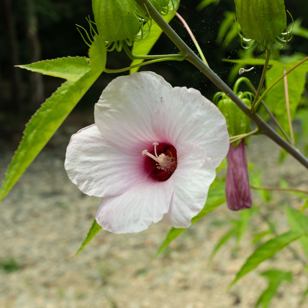 Hibiscus laevis - PictureThis