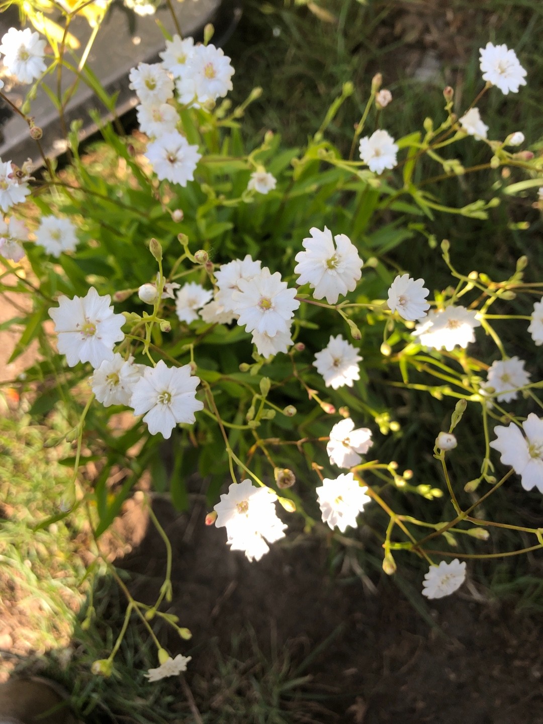 Silene - PictureThis