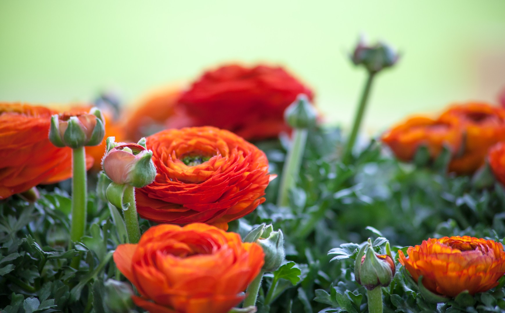 Ranunculus (Ranunculus) - PictureThis