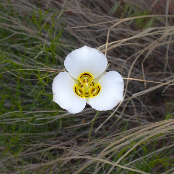 Calochortus (Calochortus) - PictureThis