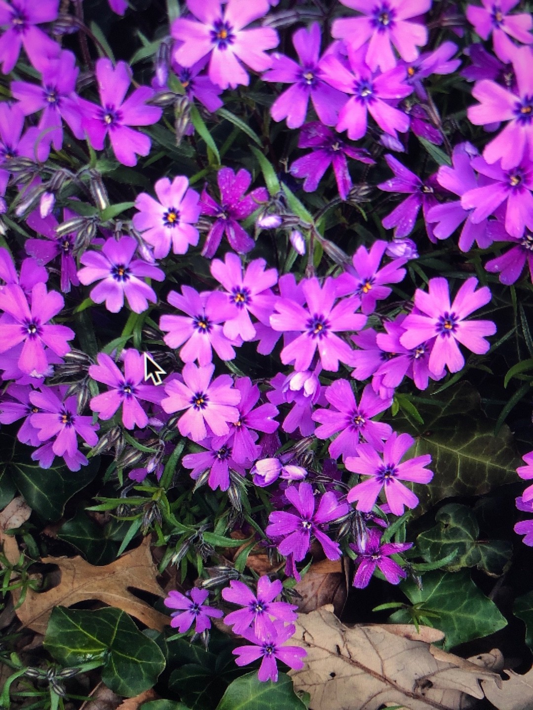 Phlox subulata 'Purple Beauty' (Phlox subulata 'Purple Beauty') - PictureThis