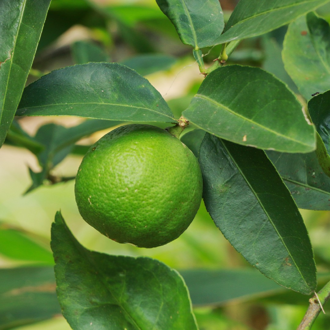 Citrus aurantiifolia (Citrus aurantiifolia) - PictureThis