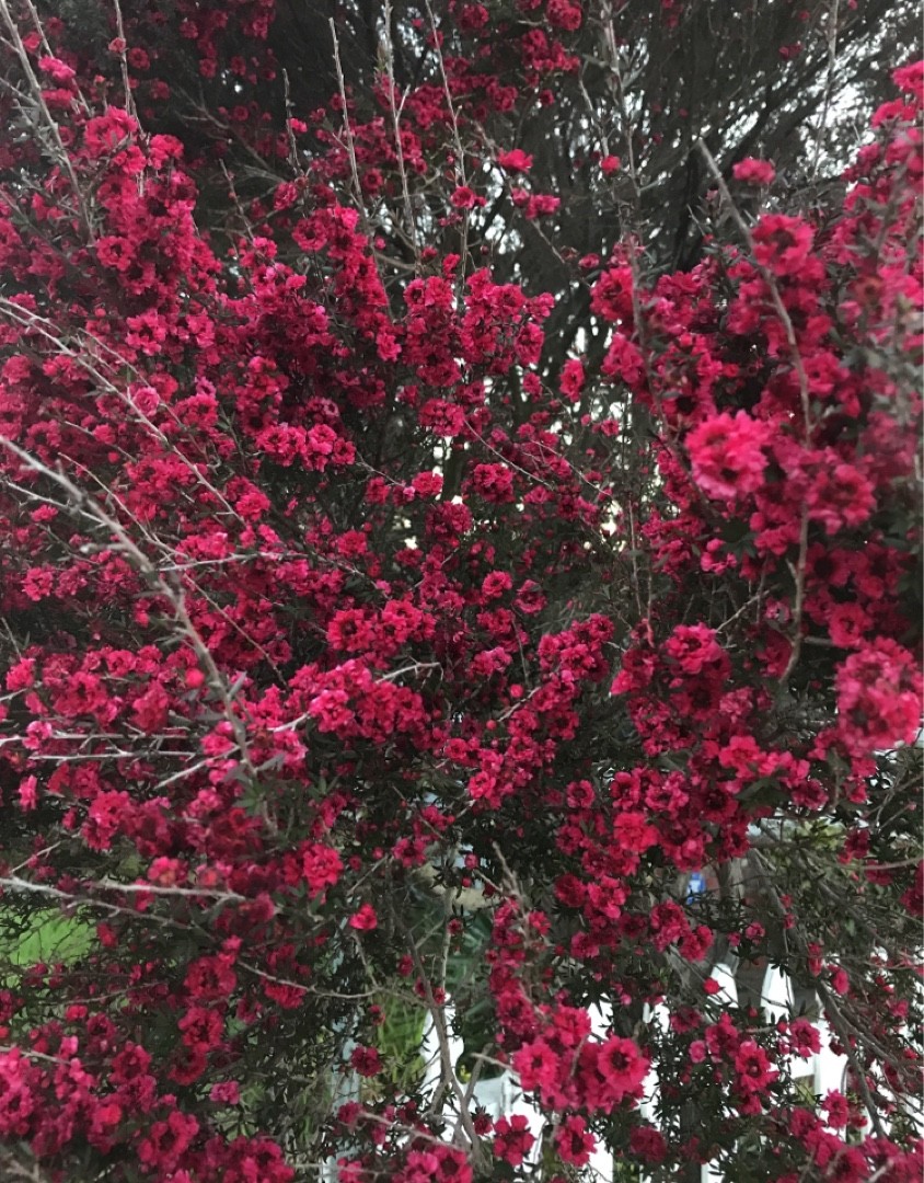 Leptospermum scoparium 'Ruby Glow' 花言葉，学名，よくある質問 - PictureThis