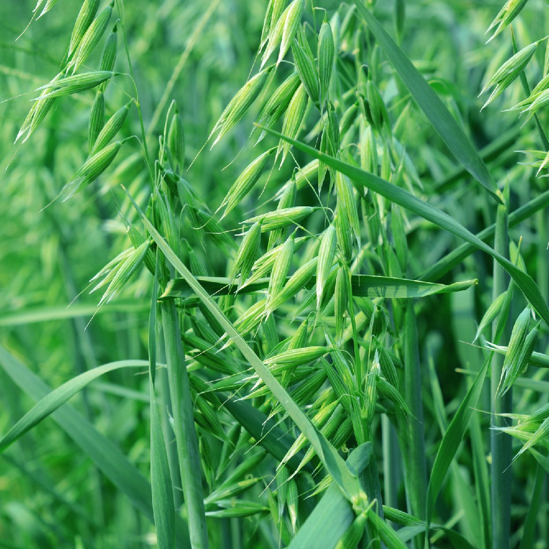 Oat (Avena sativa) Flower, Leaf, Care, Uses - PictureThis