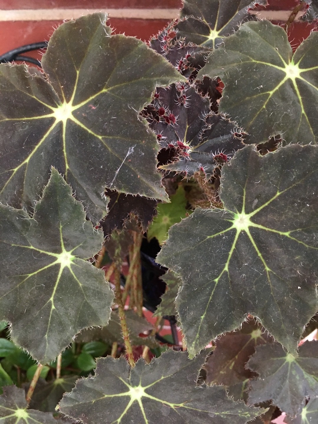 Cachimba (Begonia heracleifolia) - PictureThis