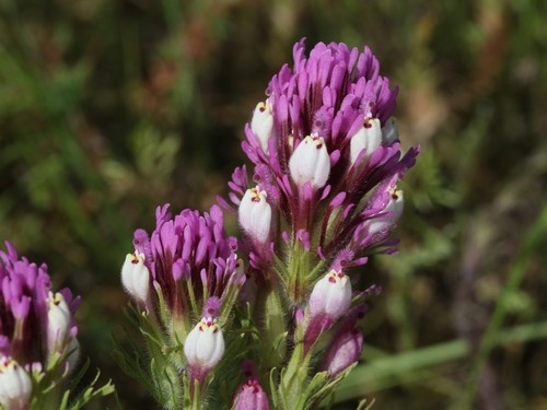 Castilleja exserta - PictureThis