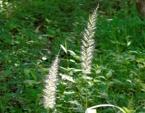 Pajita abierta (Setaria scheelei) - PictureThis
