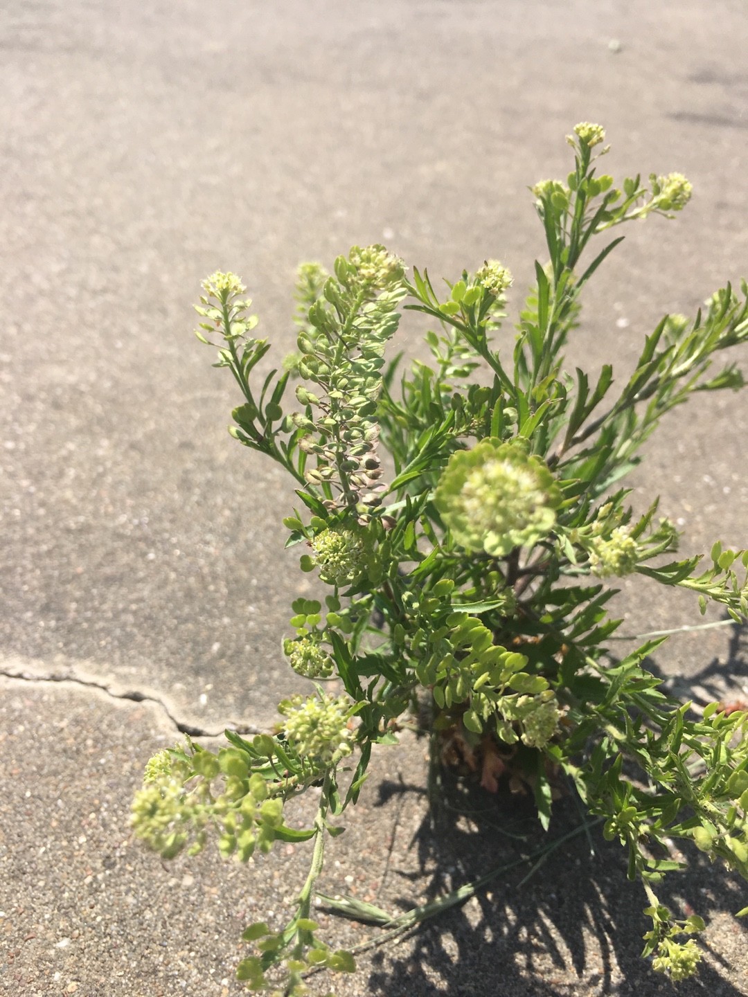 Lepidium oblongum - PictureThis