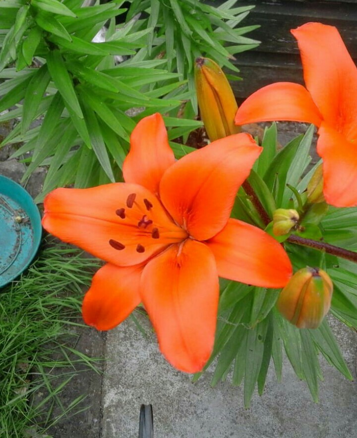 Lilium asiaticum 'Brunello' - PictureThis