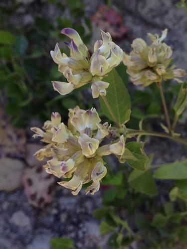 Rupertia physodes - PictureThis