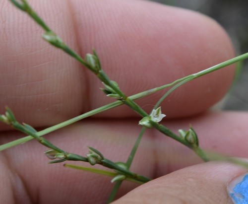 Slender knotweed (Polygonum tenue) - PictureThis