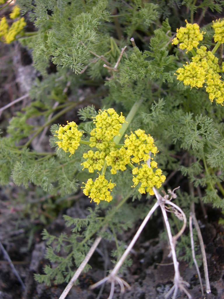 Lomatium grayi - PictureThis