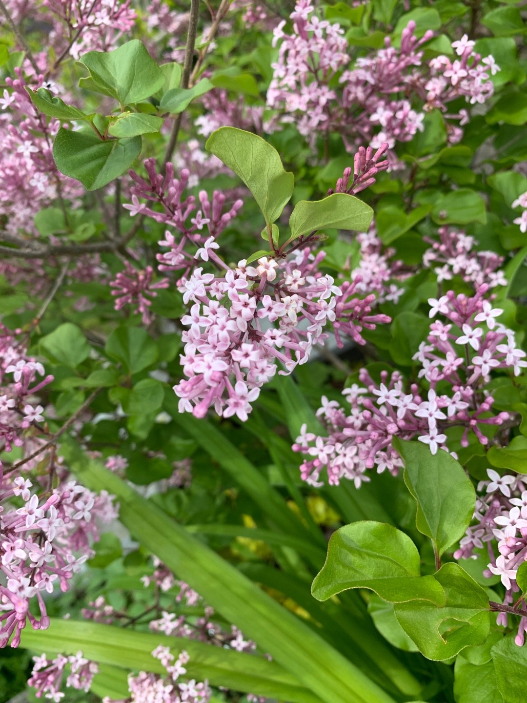 Syringa (Syringa) - PictureThis