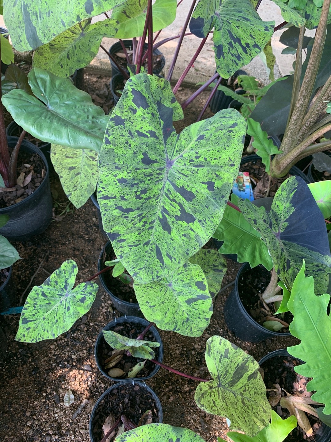 Colocasia esculenta 'Mojito' - PictureThis