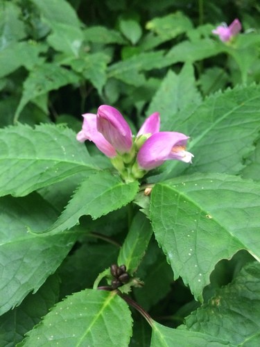 Chelone lyonii - PictureThis