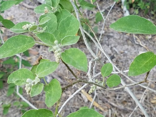Croton humilis - PictureThis