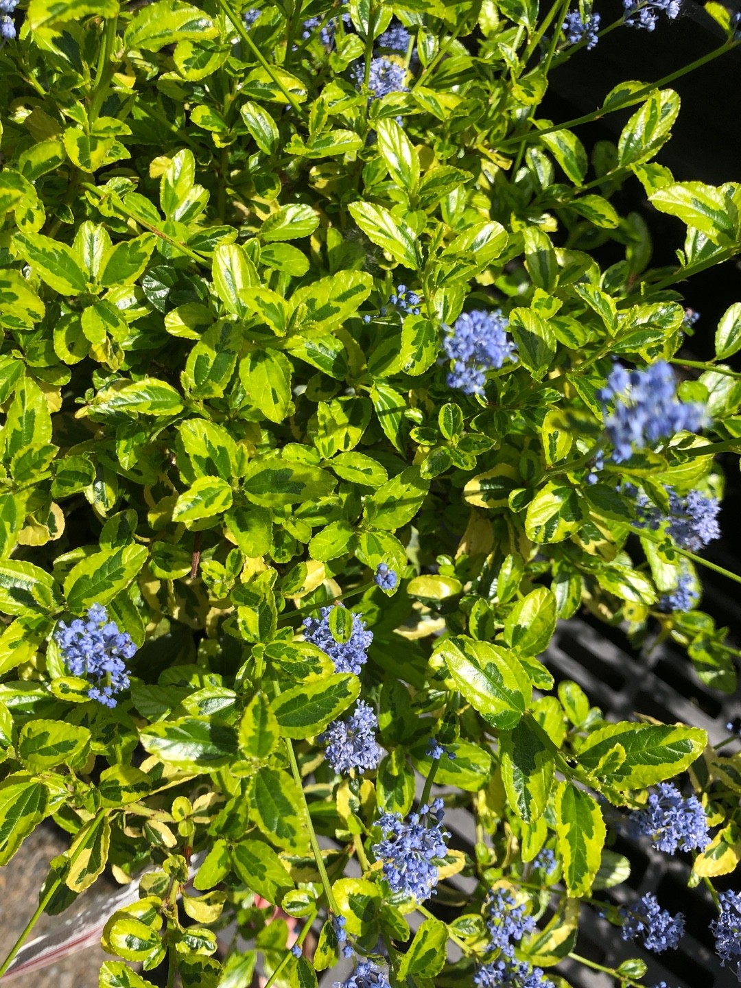 Ceanothus thyrsiflorus 'El Dorado' 照顧，繁殖，開花時間 - PictureThis