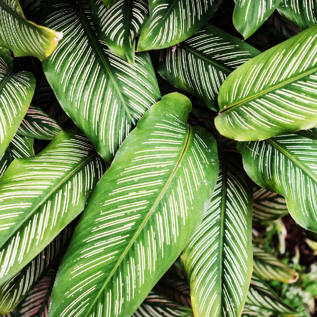 칼라데아 오나타 (Goeppertia ornata) - PictureThis