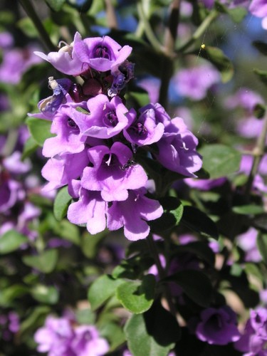 Prostanthera rotundifolia - PictureThis
