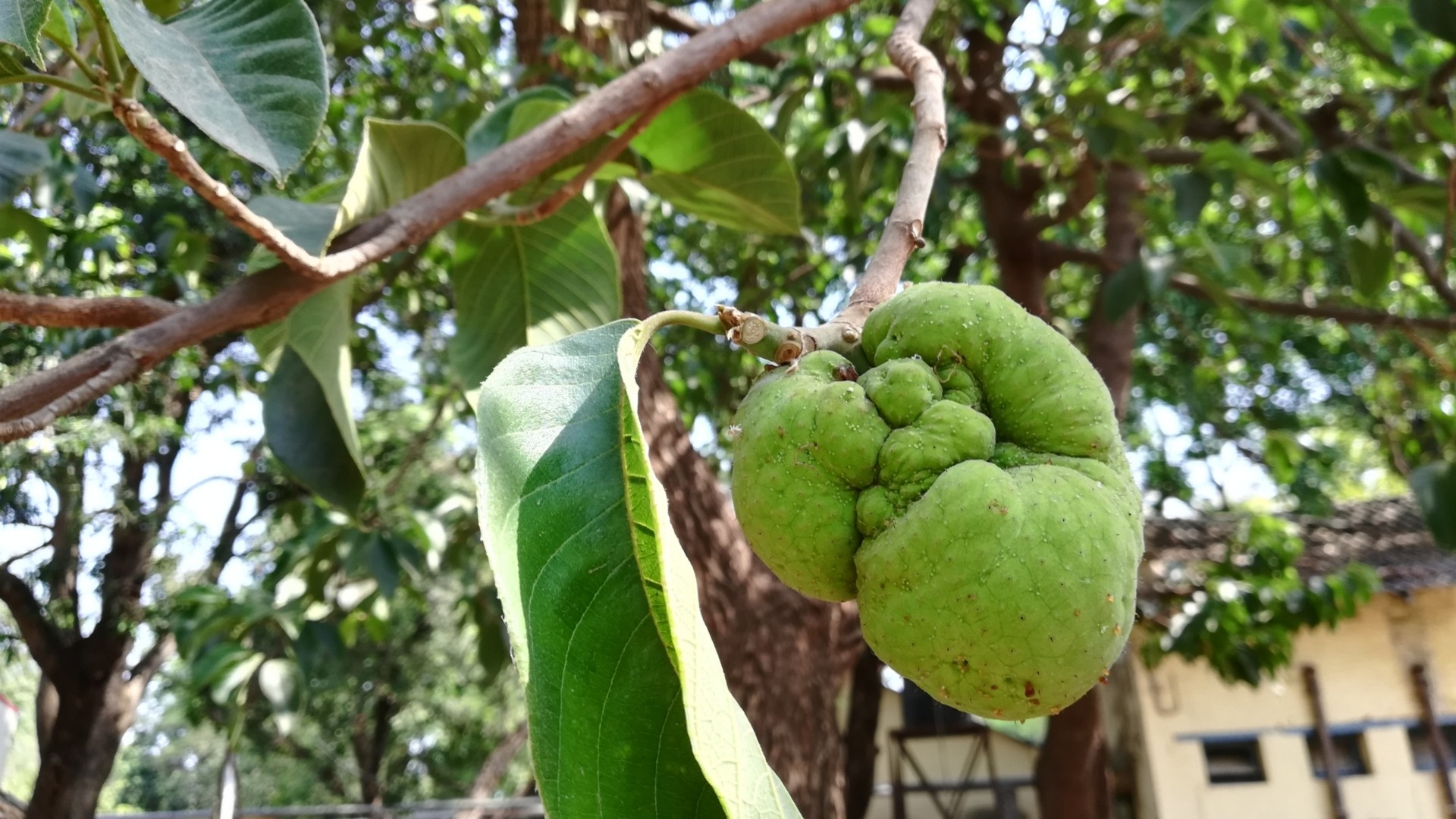 Artocarpus lacucha - PictureThis